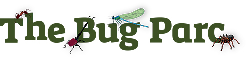 The Bug Parc A Critter Attraction